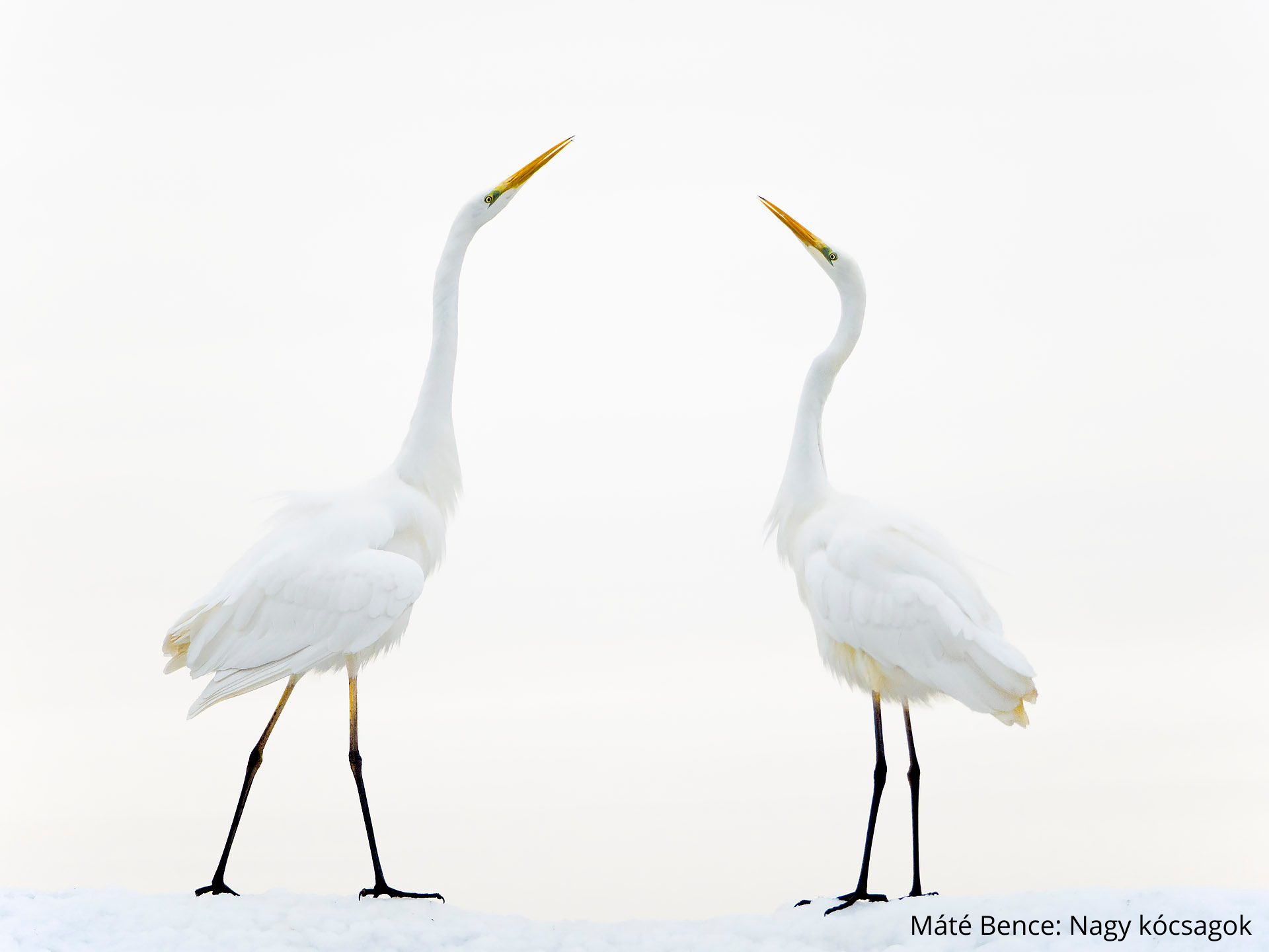 Természet-helyreállítási rendelet - A magyar állami természetvédelem ...